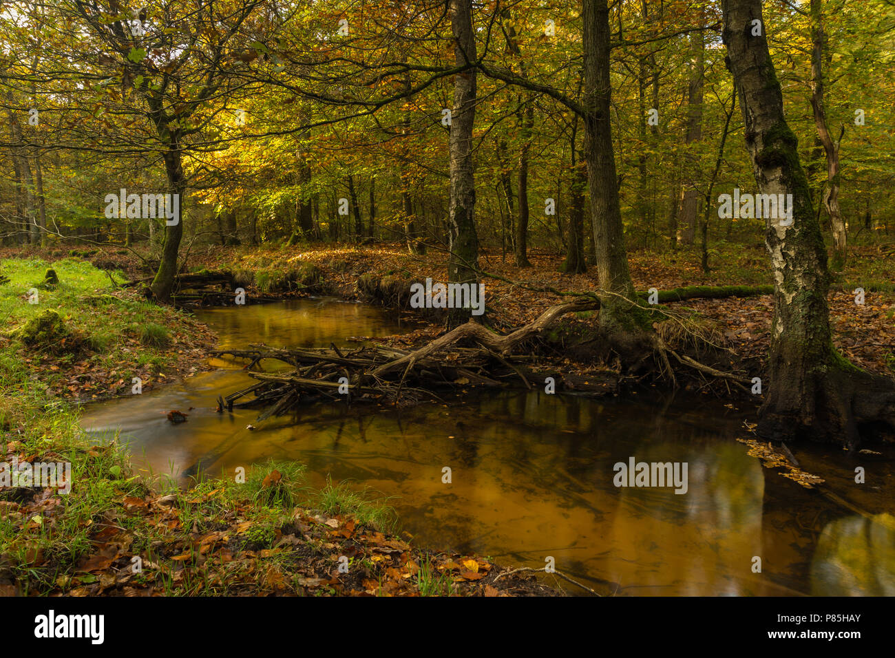 Autumn trees in the Netherlands Stock Photo - Alamy