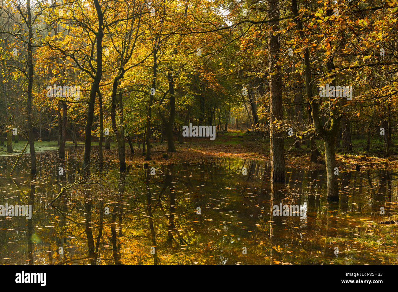 Autumn trees in the Netherlands Stock Photo - Alamy