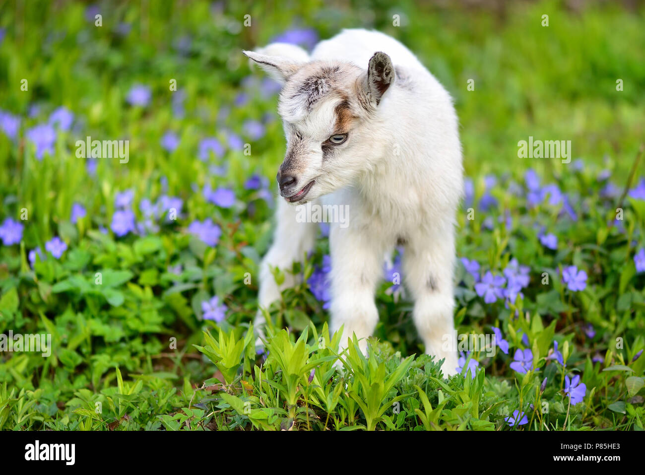 White baby goat standing on green lawn with flowers periwinkle (Vinca ...