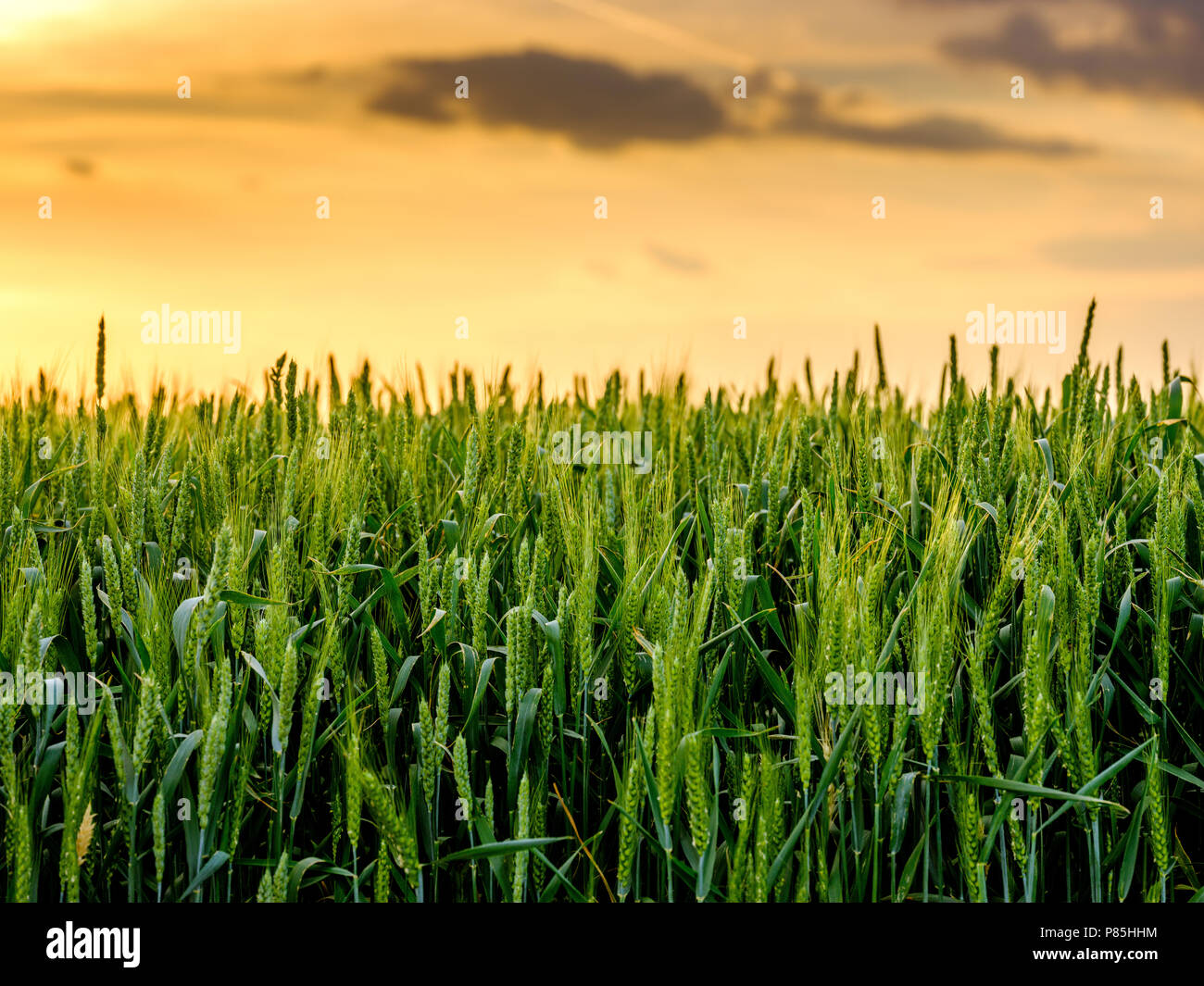Green wheat field, agricultural landscape Stock Photo - Alamy