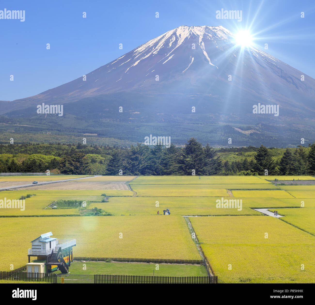 The nice color with paddy field (rice place Stock Photo - Alamy