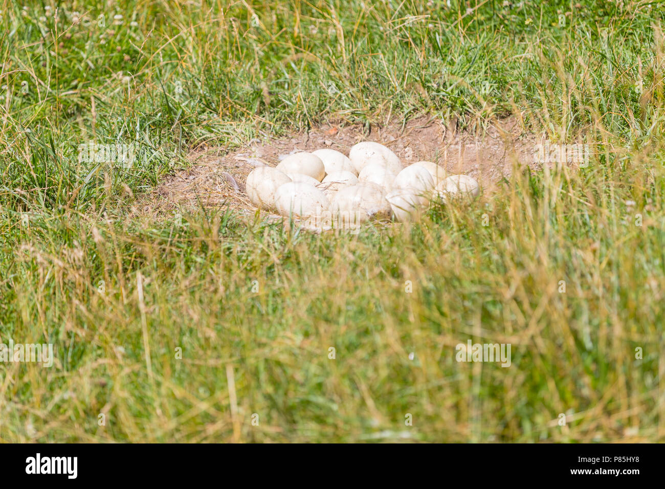 Big ostrich eggs close up Stock Photo - Alamy
