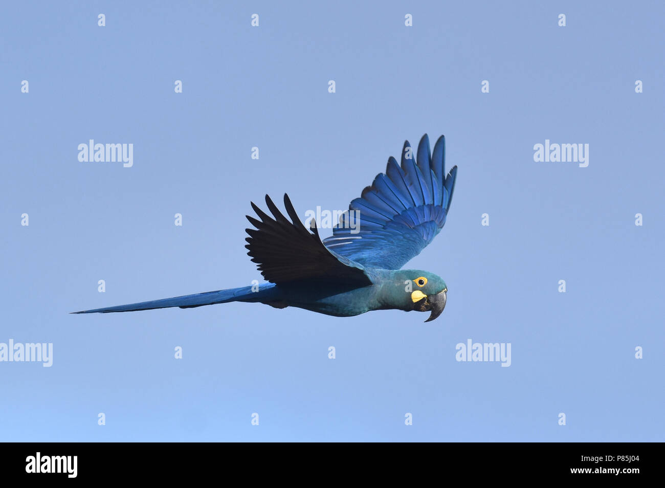 Lears blue macaw hi-res stock photography and images - Alamy