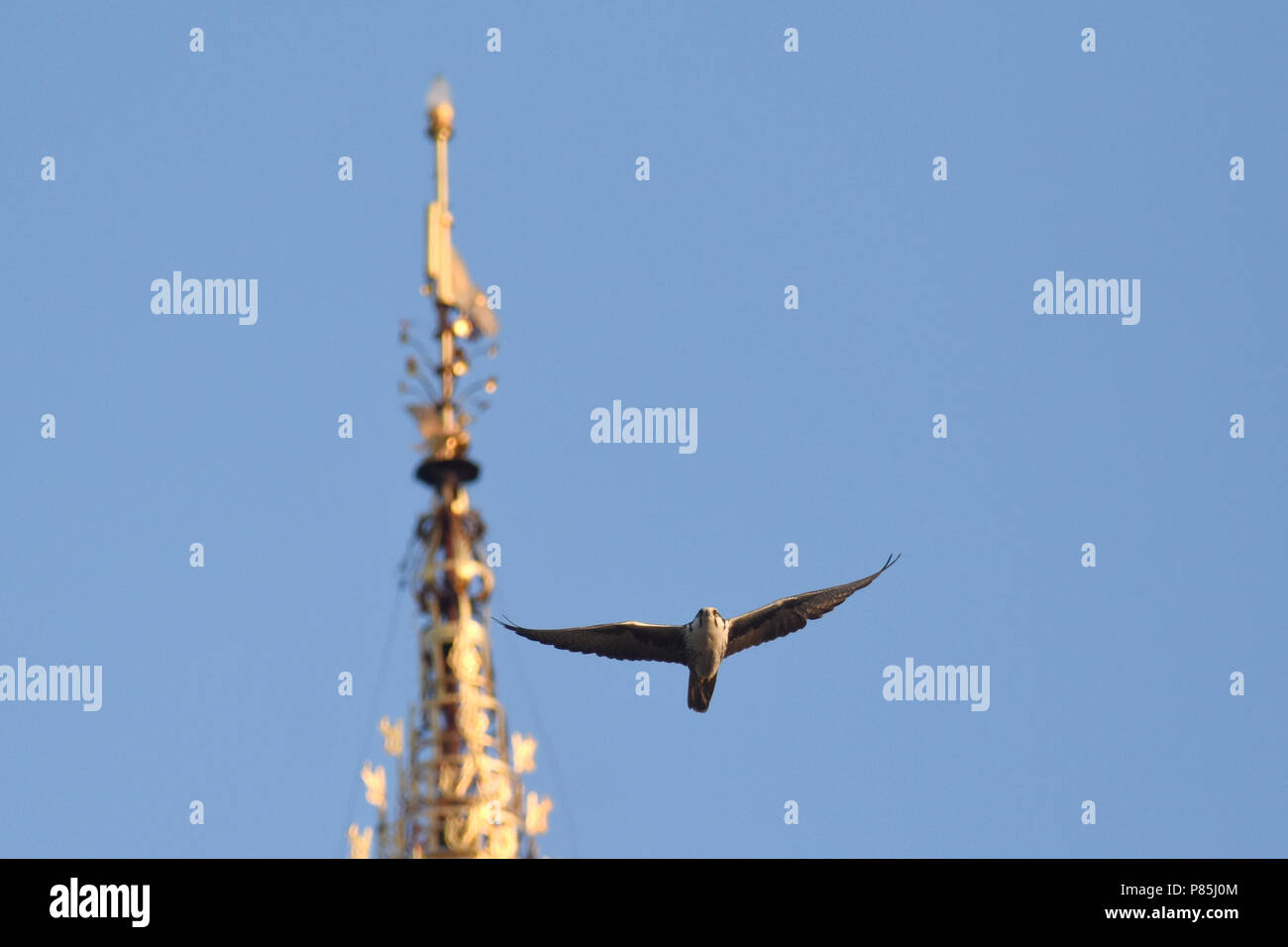 Laggar falcon (Falco jugger) in flight in Asia Stock Photo - Alamy