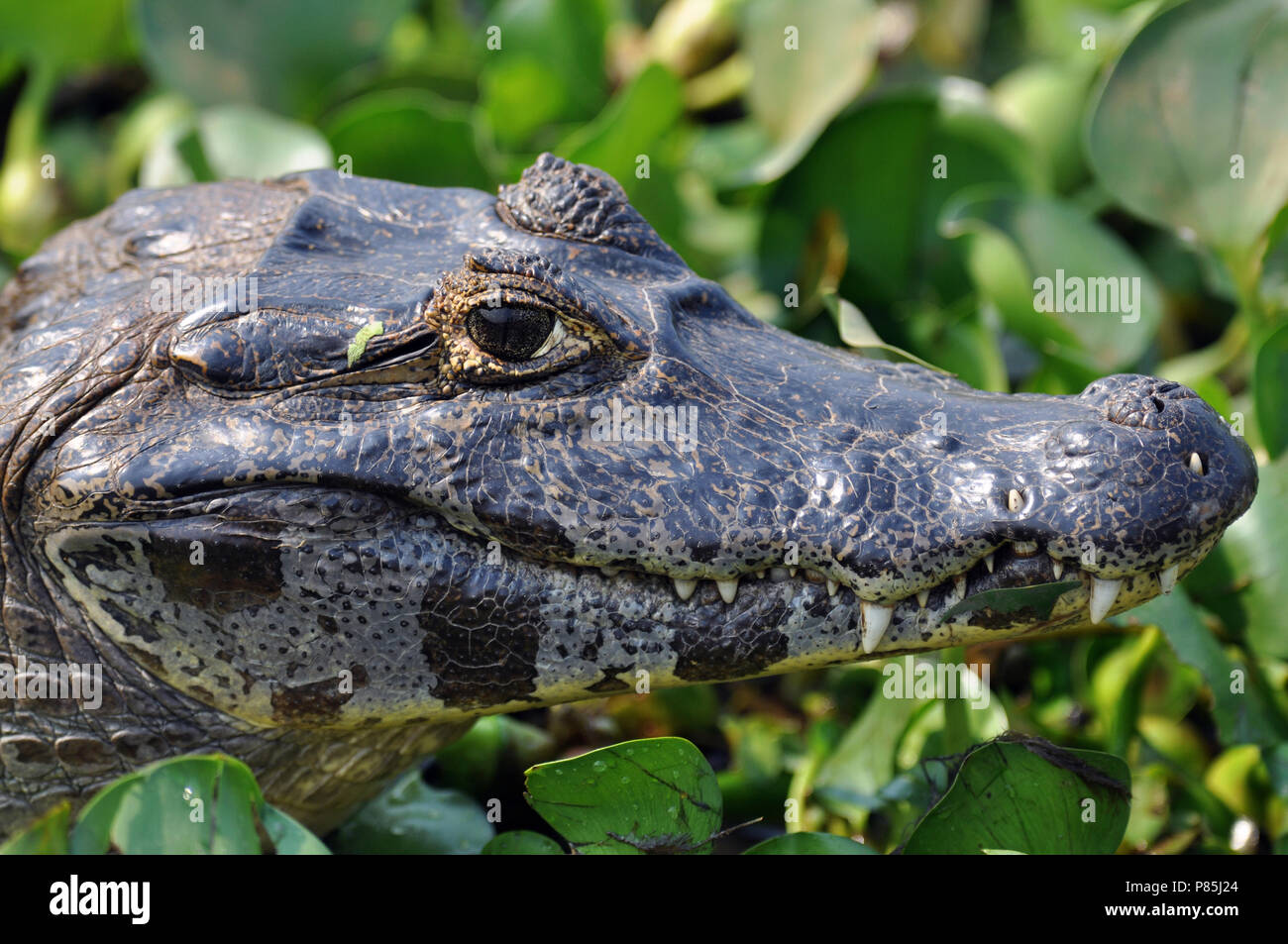 Spectacled Caiman in the Pantanal Stock Photo - Alamy