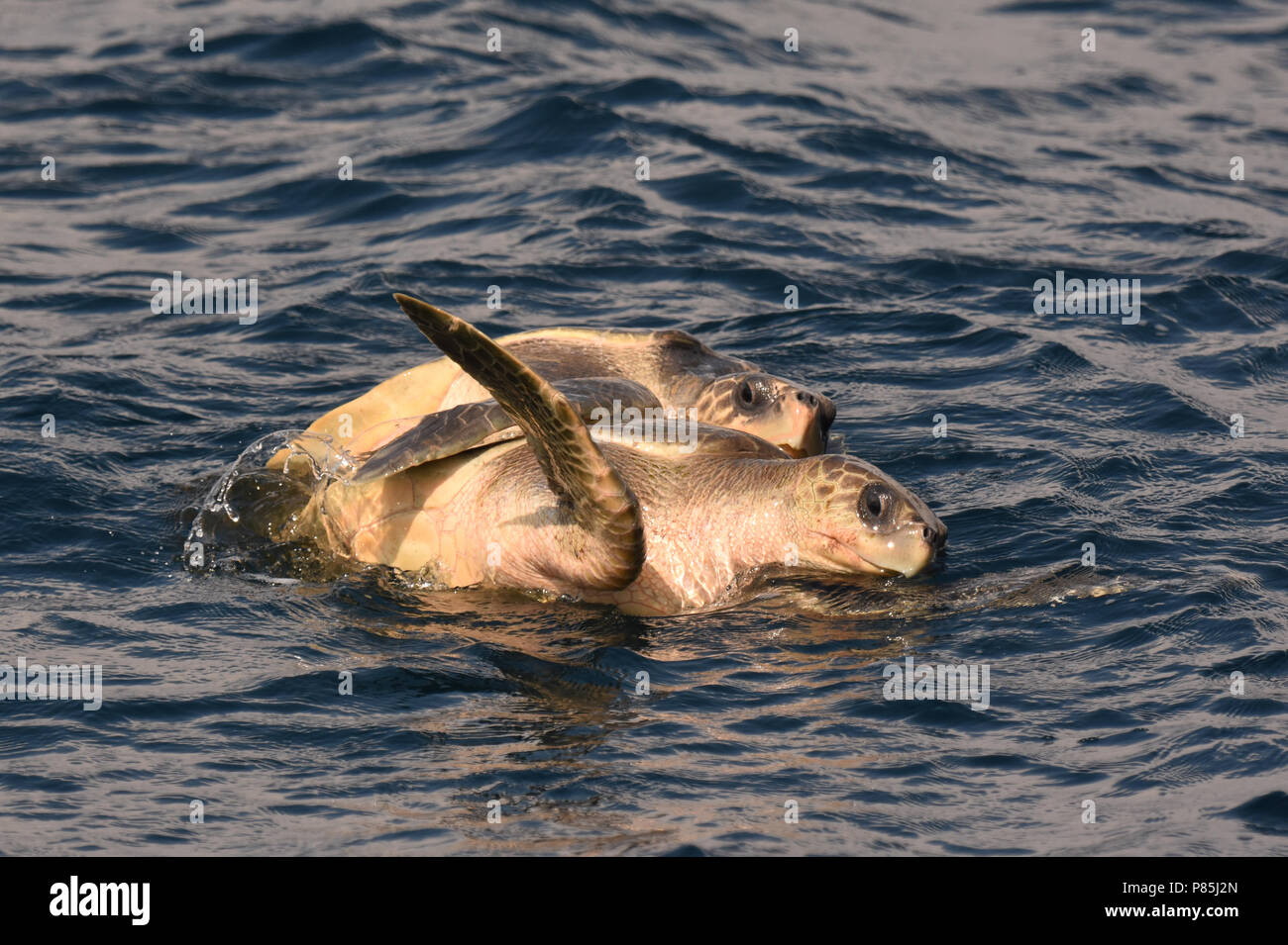 Turtle mating hi-res stock photography and images - Alamy