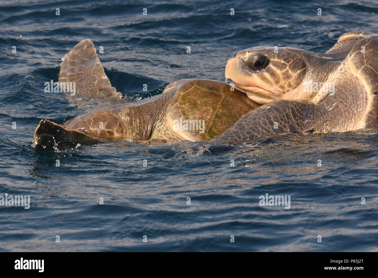 Mating sea turtles hi-res stock photography and images - Alamy