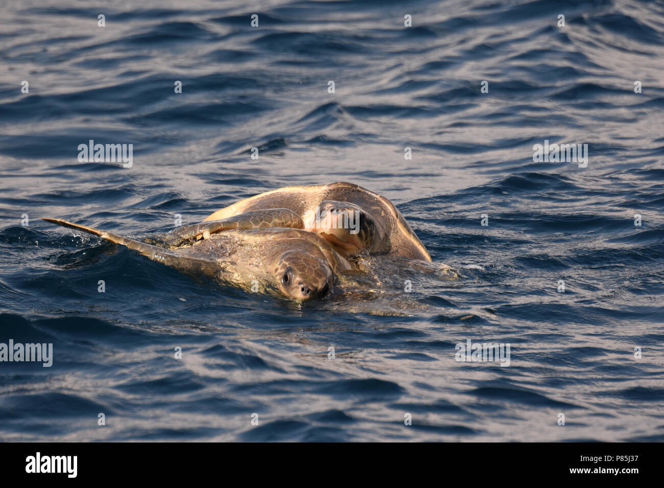 Mating sea turtles hi-res stock photography and images - Alamy