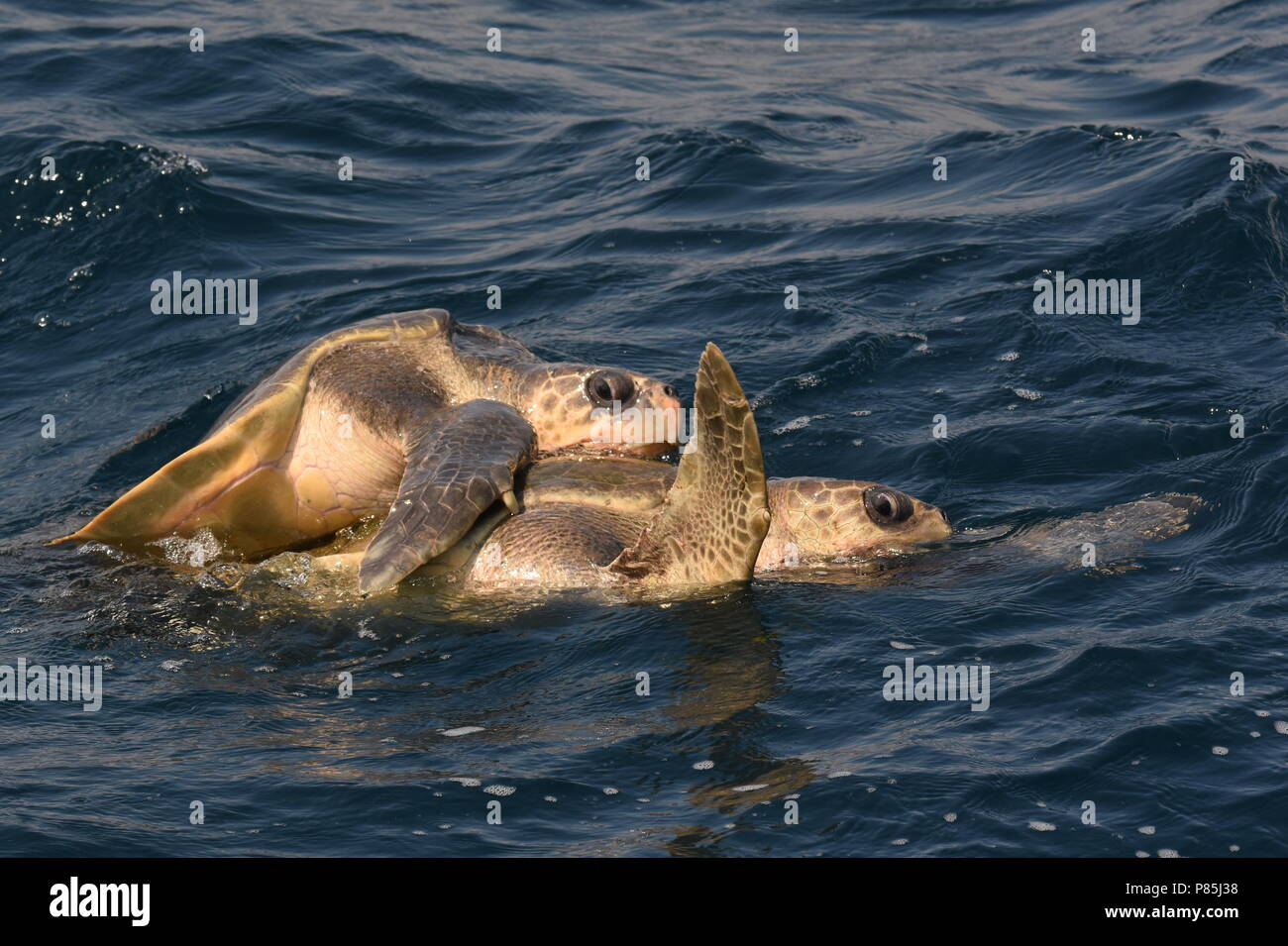 Pacific ridley sea turtle hi-res stock photography and images - Alamy