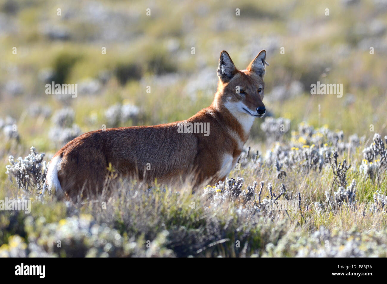 Ethiopian wolf, Canis simensis) an endangered predator endemic to the ...