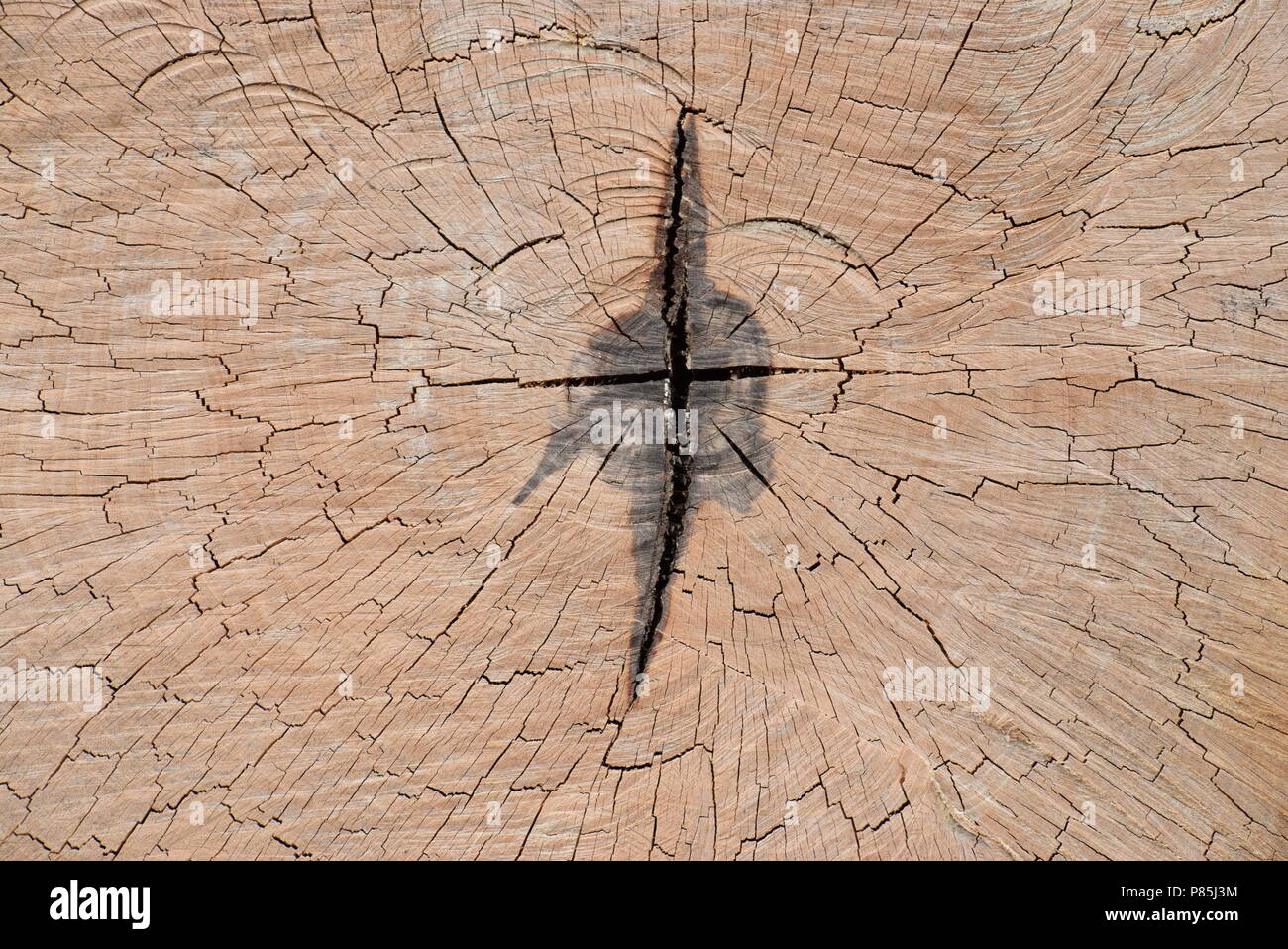 Rings on the surface of a cutted tree with jesus cross on it Stock ...