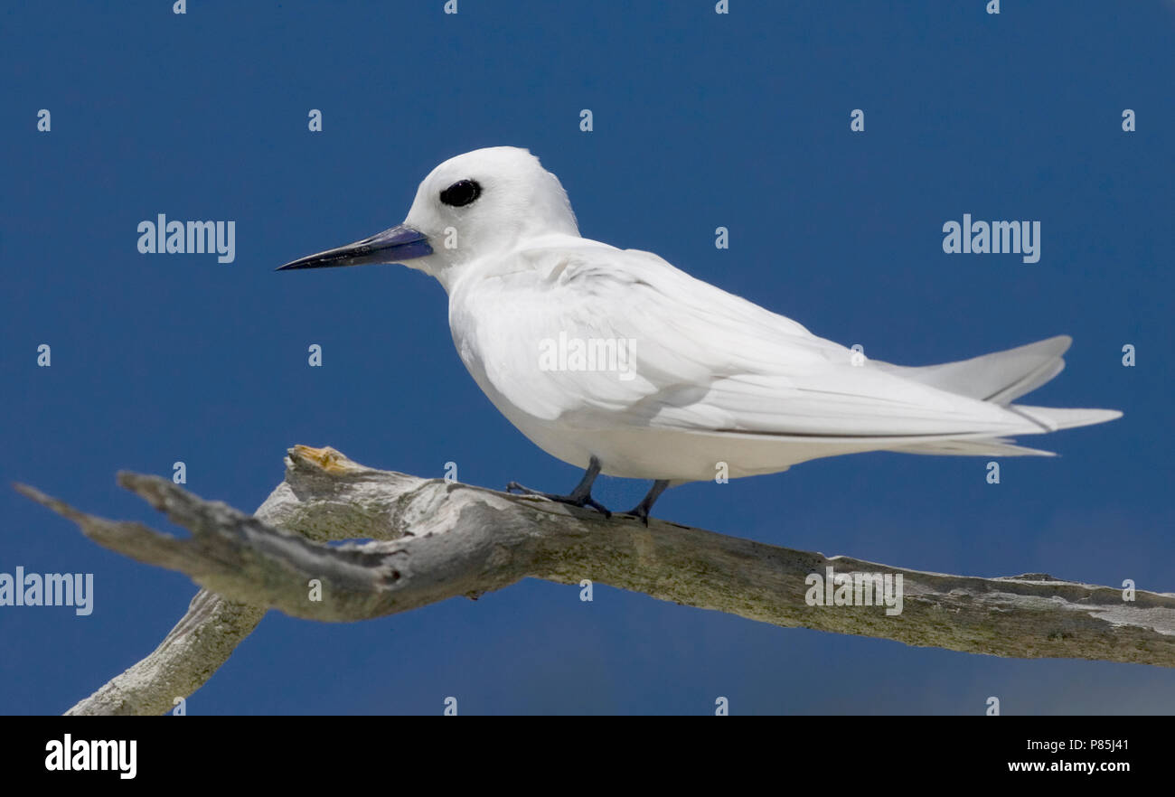 Witte stern hi-res stock photography and images - Alamy