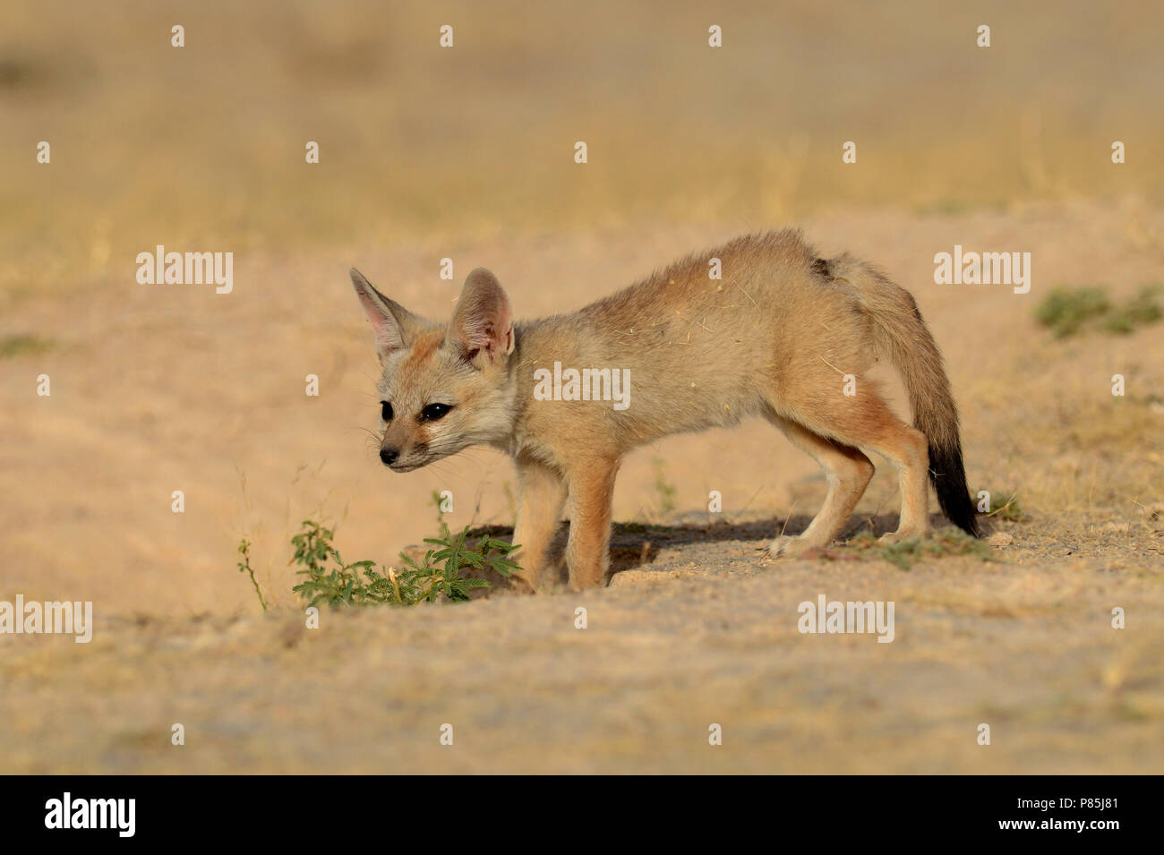 Bengaalse vos, Indian Fox, Vulpes bengalensis Stock Photo - Alamy