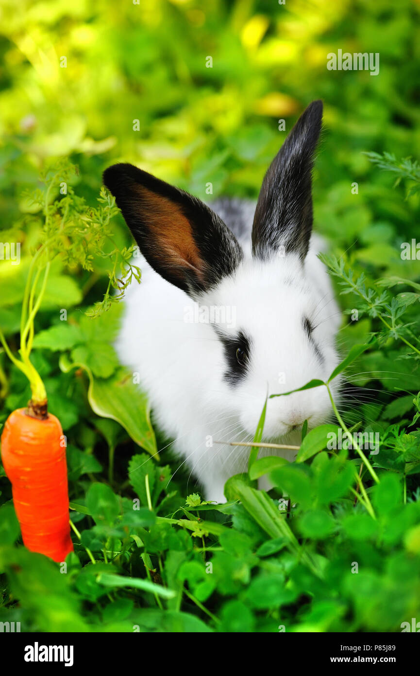 Funny baby white rabbit with a carrot in grass Stock Photo - Alamy