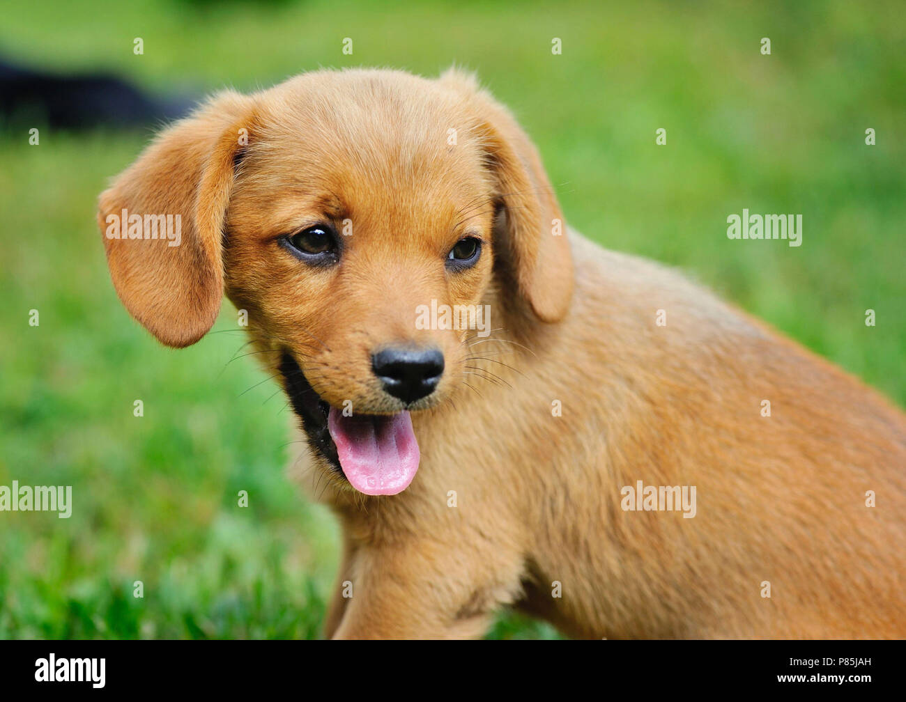 Funny little red dog outdoors Stock Photo - Alamy