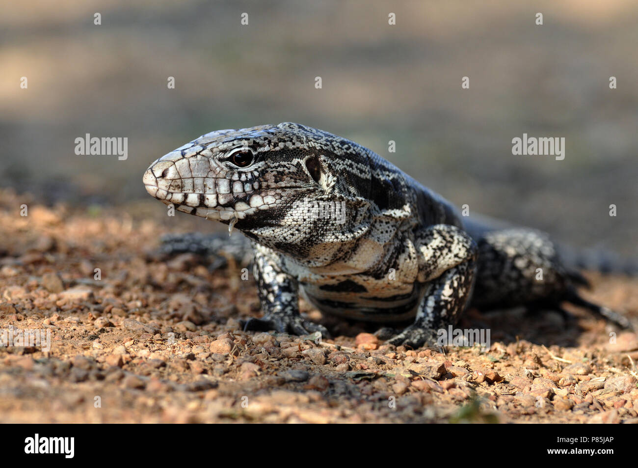 Tegu Lizard High Resolution Stock Photography and Images - Alamy