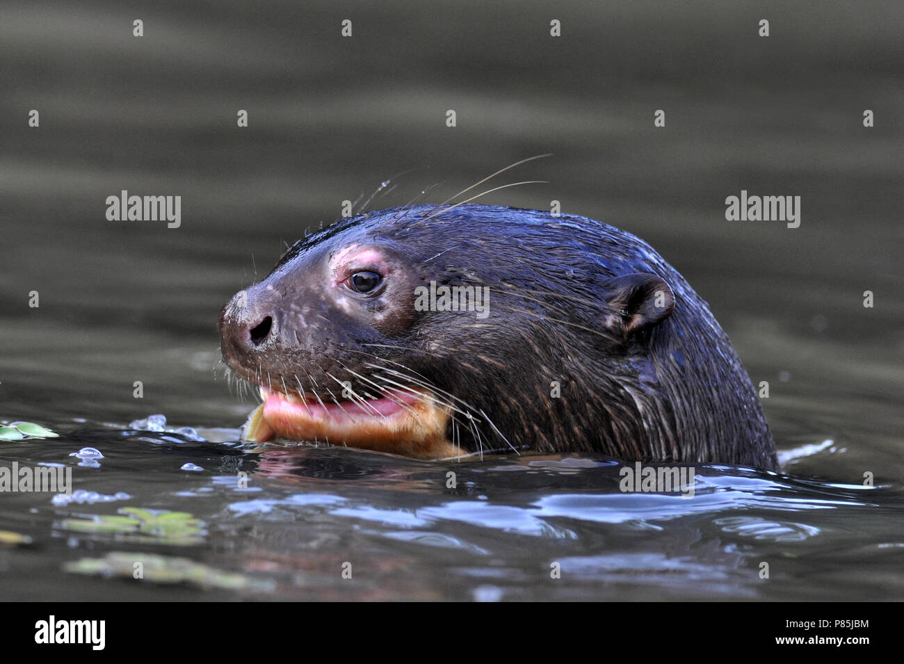 Giant otter in the pantanal hi-res stock photography and images - Alamy