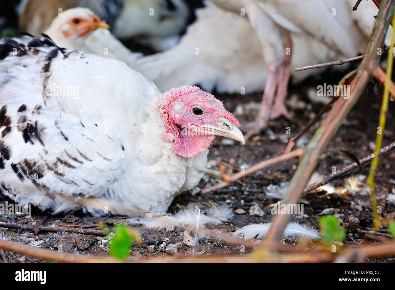 Turkey Country Farming High Resolution Stock Photography and Images - Alamy