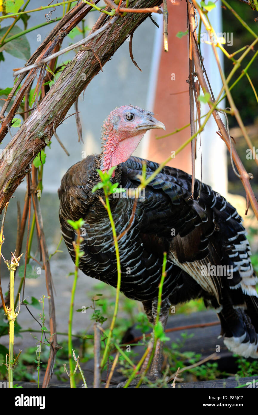 Young turkey on the farm yard Stock Photo - Alamy