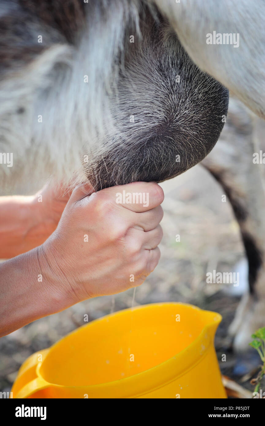 Hand milked hi-res stock photography and images - Alamy