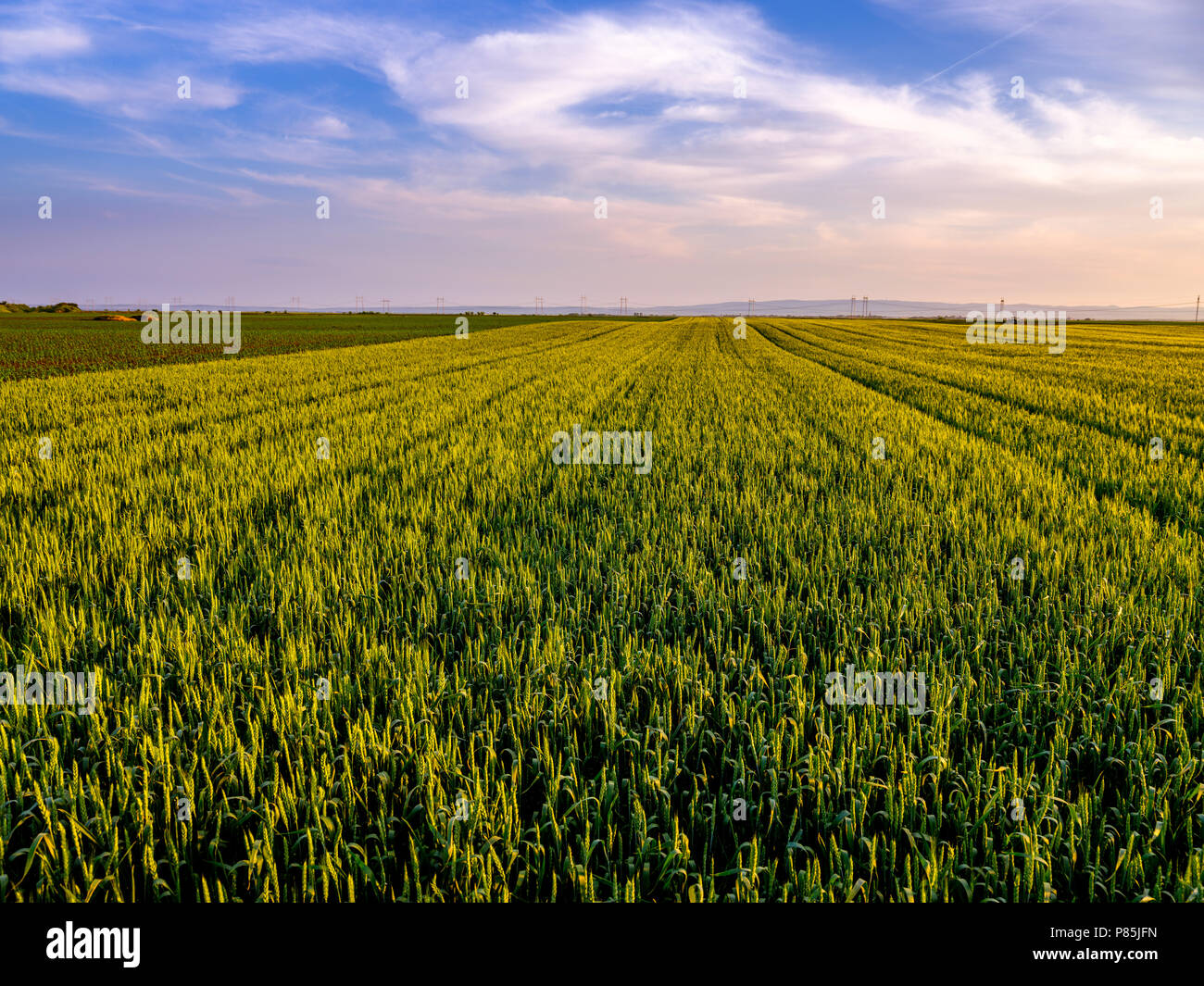 Green wheat field, agricultural landscape Stock Photo - Alamy