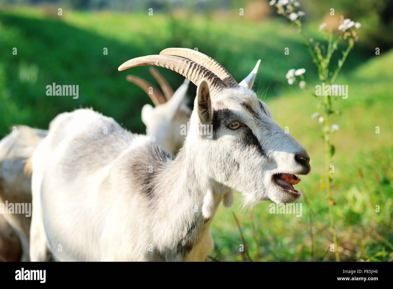 Female goats in a pasture hi-res stock photography and images - Alamy