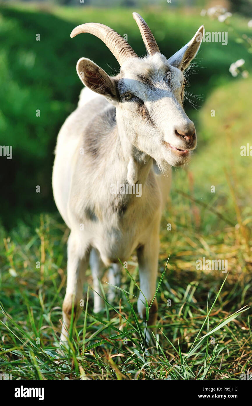 White goatee hi-res stock photography and images - Alamy
