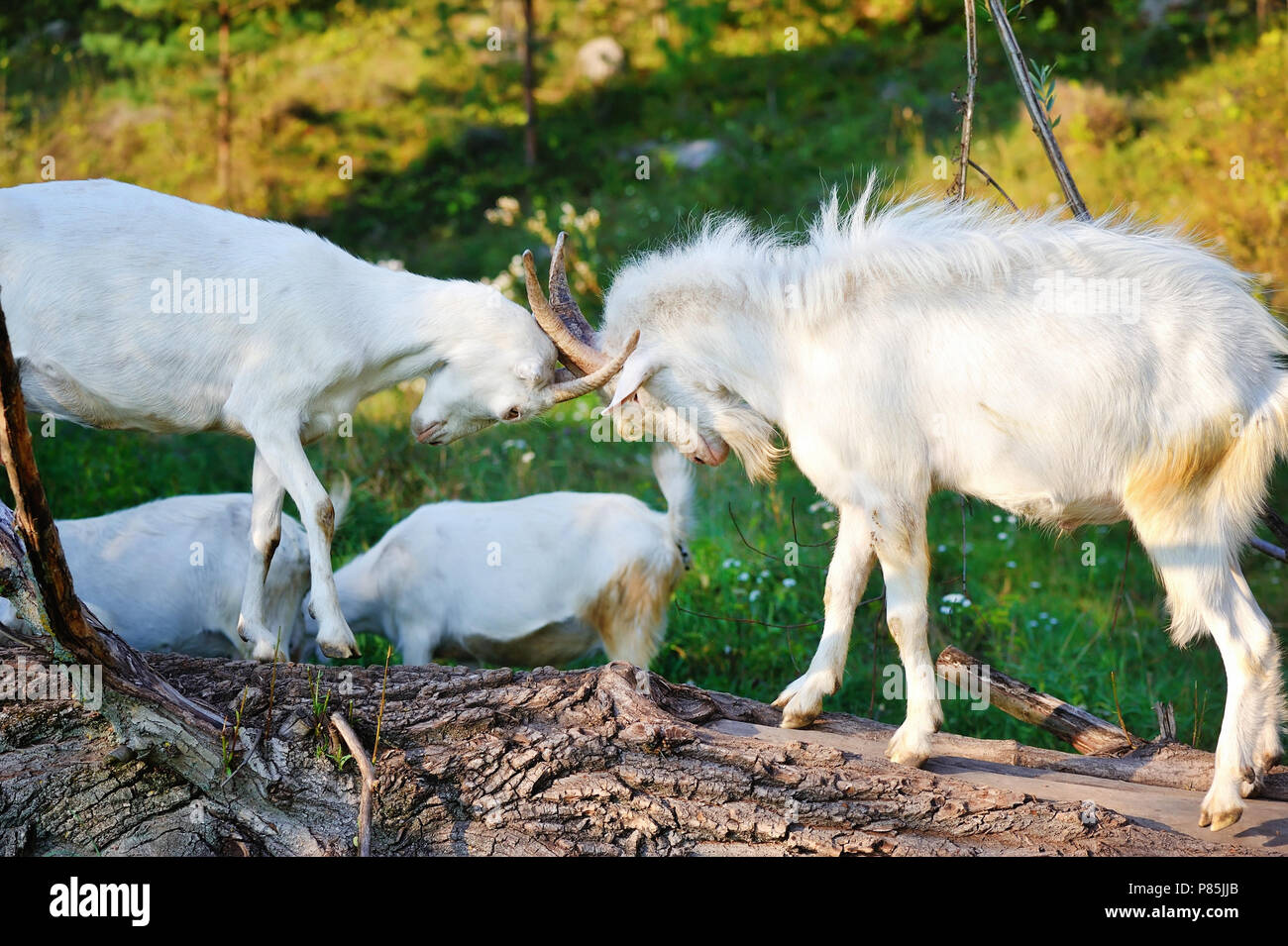 Two goats goat fight fighting hi-res stock photography and images - Alamy