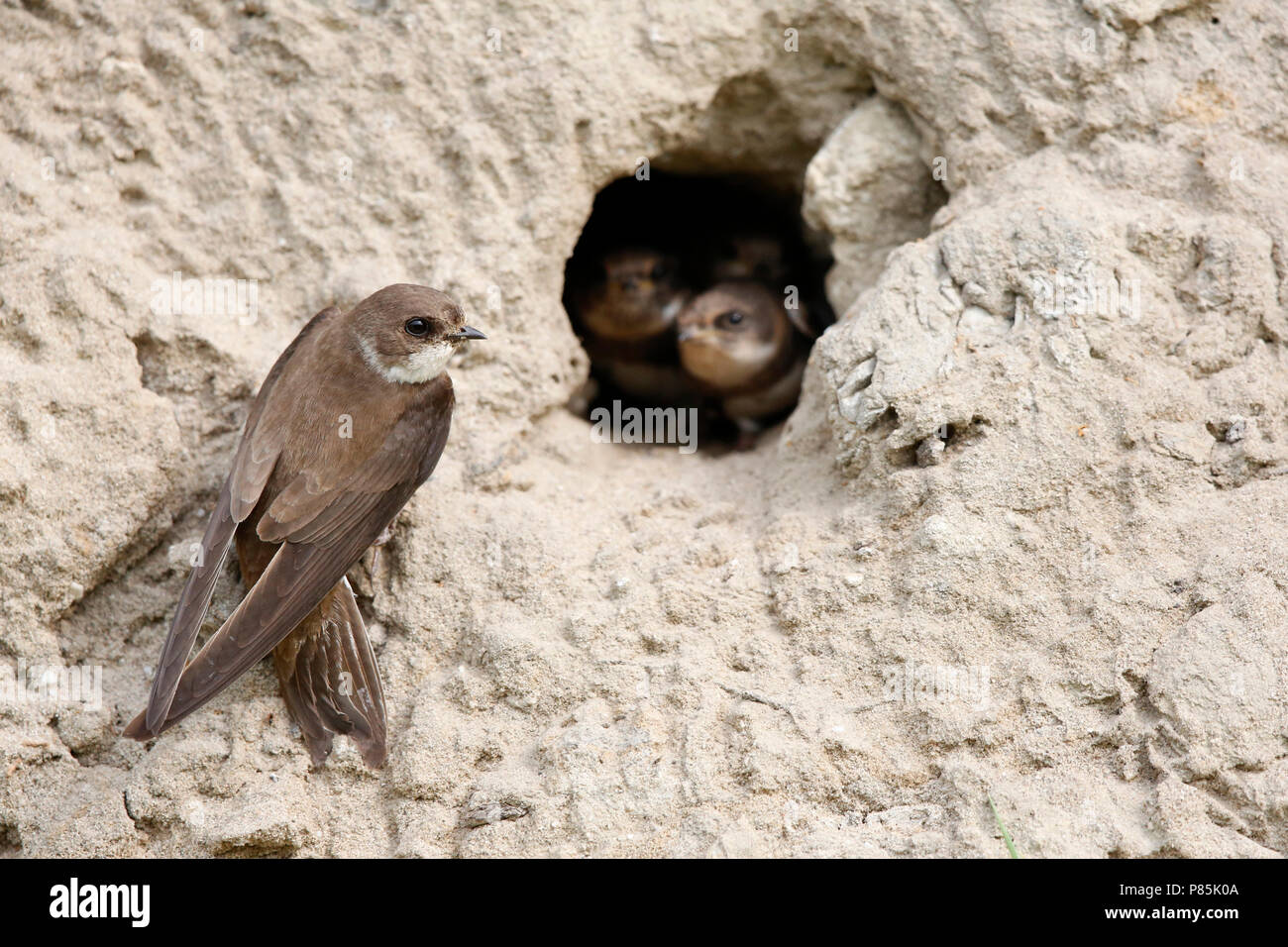 oeverzwaluw bij nest; nesting sand martins Stock Photo - Alamy