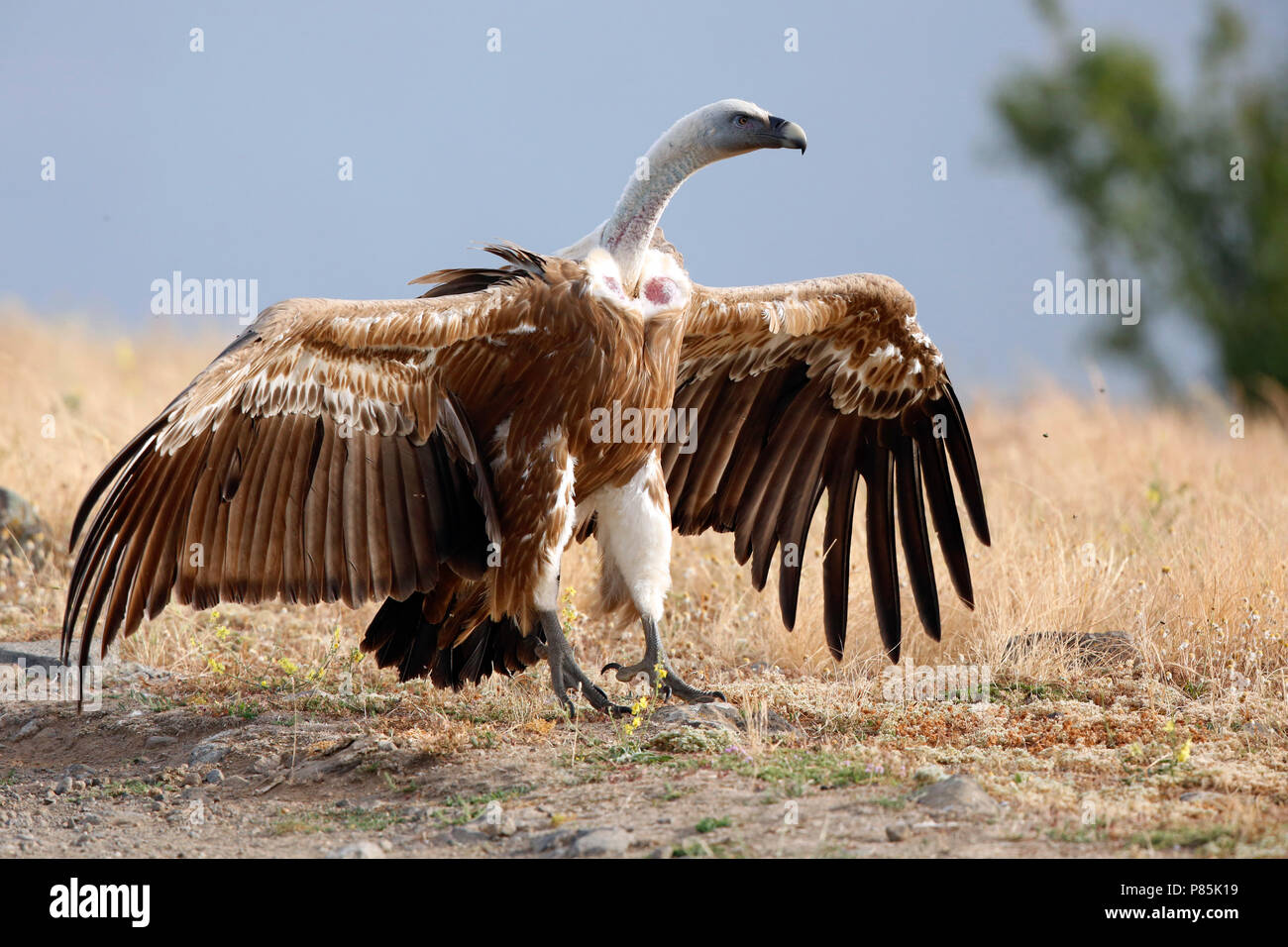 Kadaver hi-res stock photography and images - Alamy