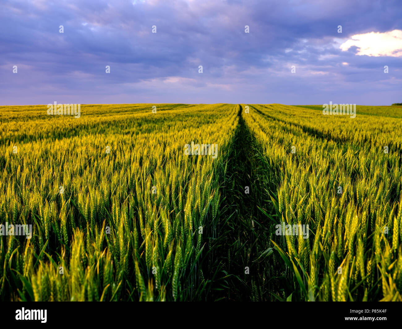 Green wheat field, agricultural landscape Stock Photo - Alamy