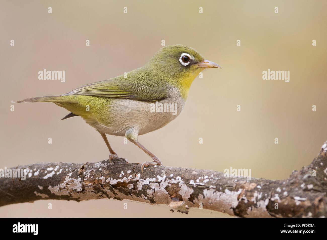 Abyssinian Whiteeye - Somalibrillenvogel - Zosterops abyssinica, Oman ...