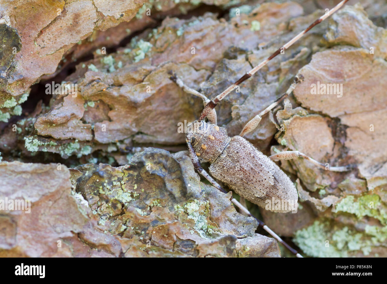 Timberman Beetle Acanthocinus Aedilis High Resolution Stock Photography ...