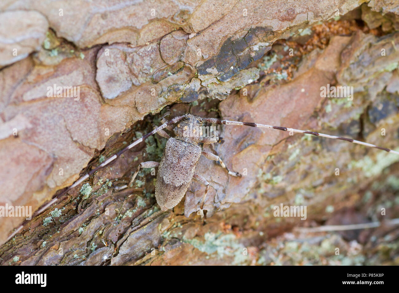 Acanthocinus aedilis - Timberman beetle - Zimmermannsbock, Germany ...