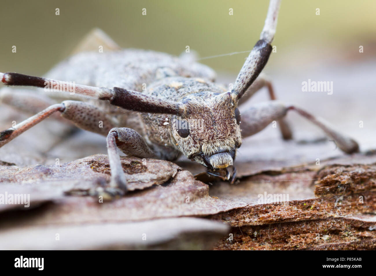 Timberman beetle acanthocinus aedilis hi-res stock photography and ...