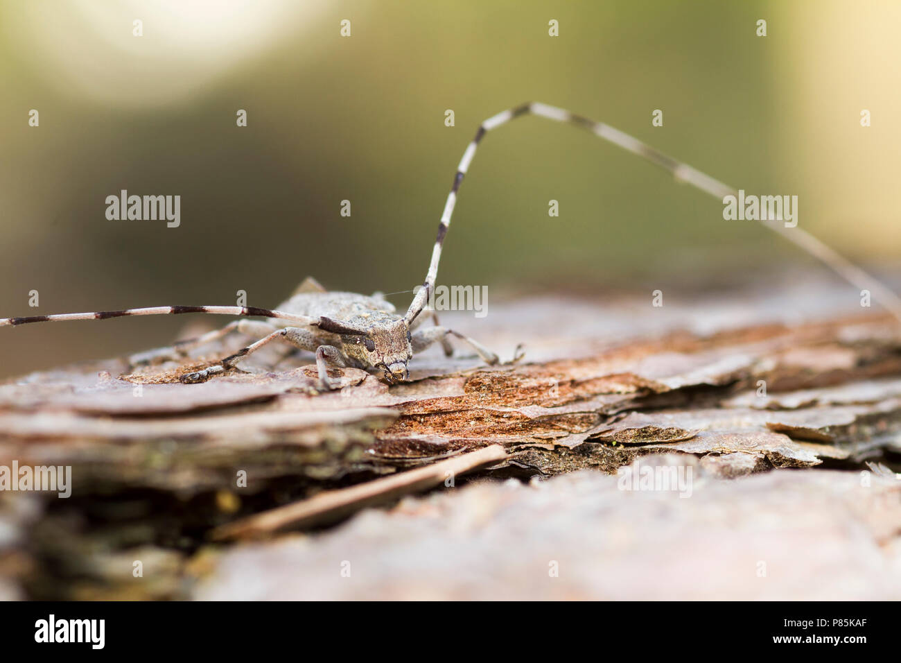 Beetle Acanthocinus Aedilis High Resolution Stock Photography and ...