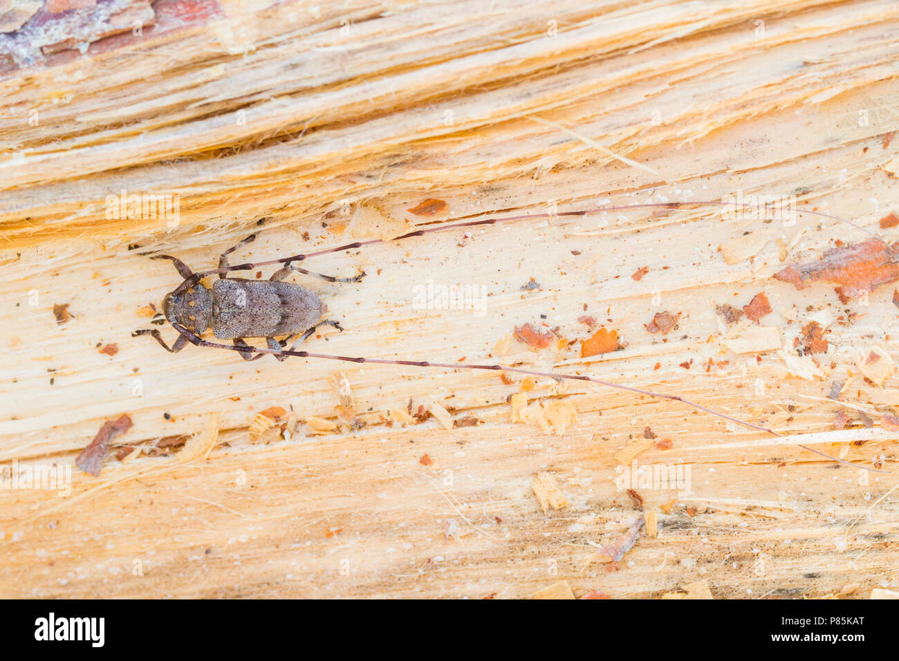 Timberman hi-res stock photography and images - Alamy