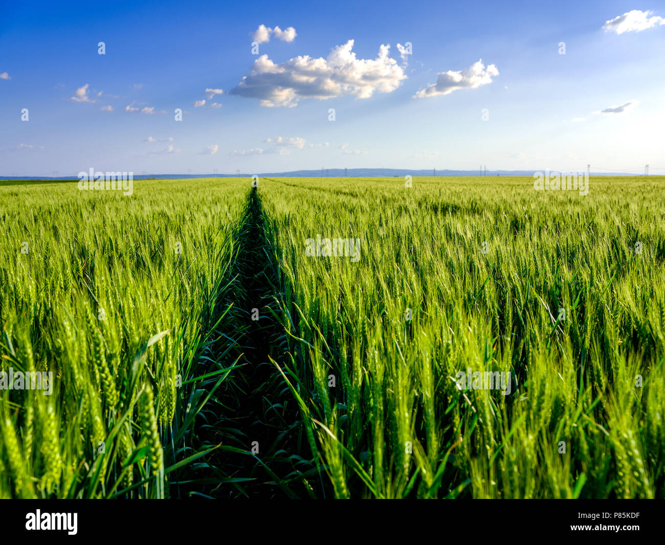 Green wheat field, agricultural landscape Stock Photo - Alamy