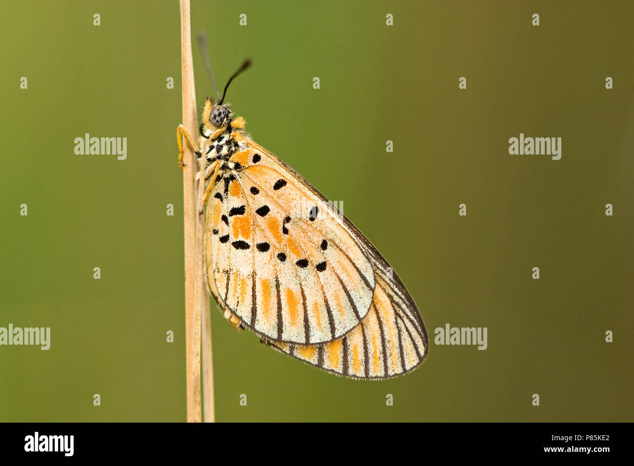 Acraea hi-res stock photography and images - Alamy