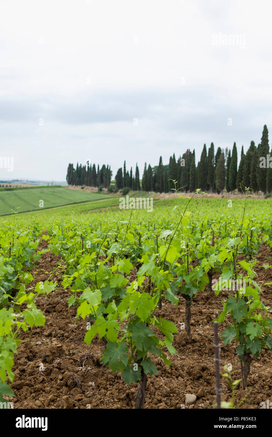 wine tasting in Tuscany Stock Photo - Alamy