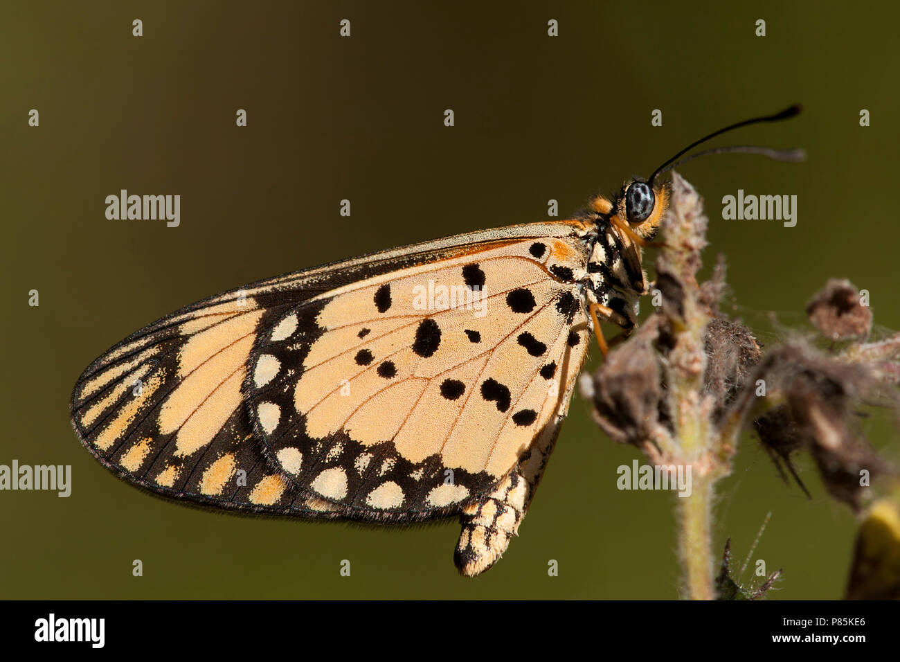 Small Orange Acraea (Acraea serena Stock Photo - Alamy