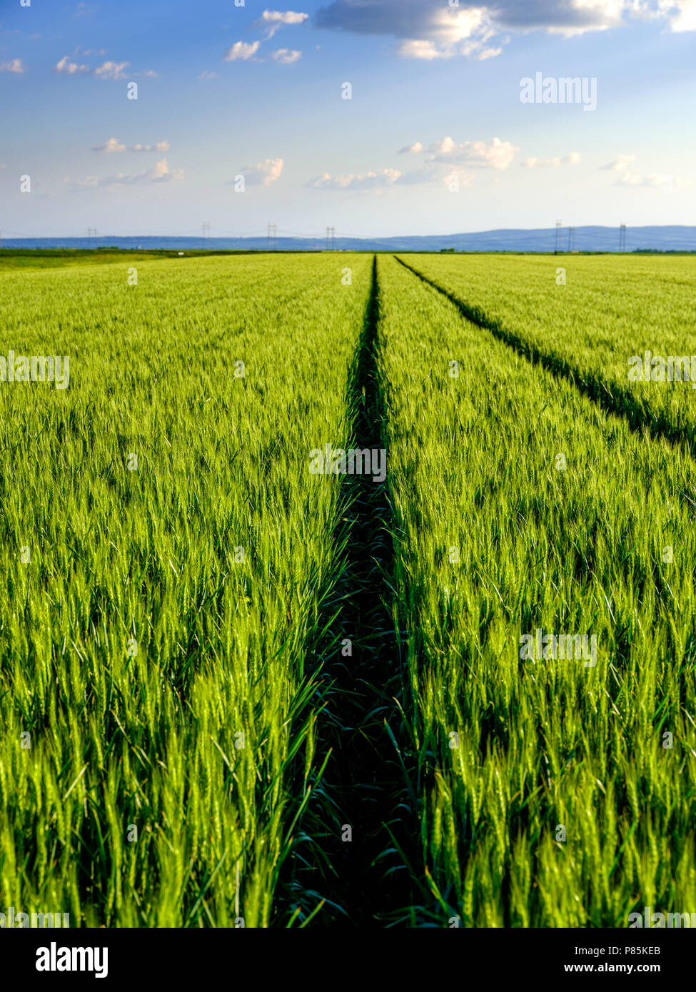 Green wheat field, agricultural landscape Stock Photo - Alamy