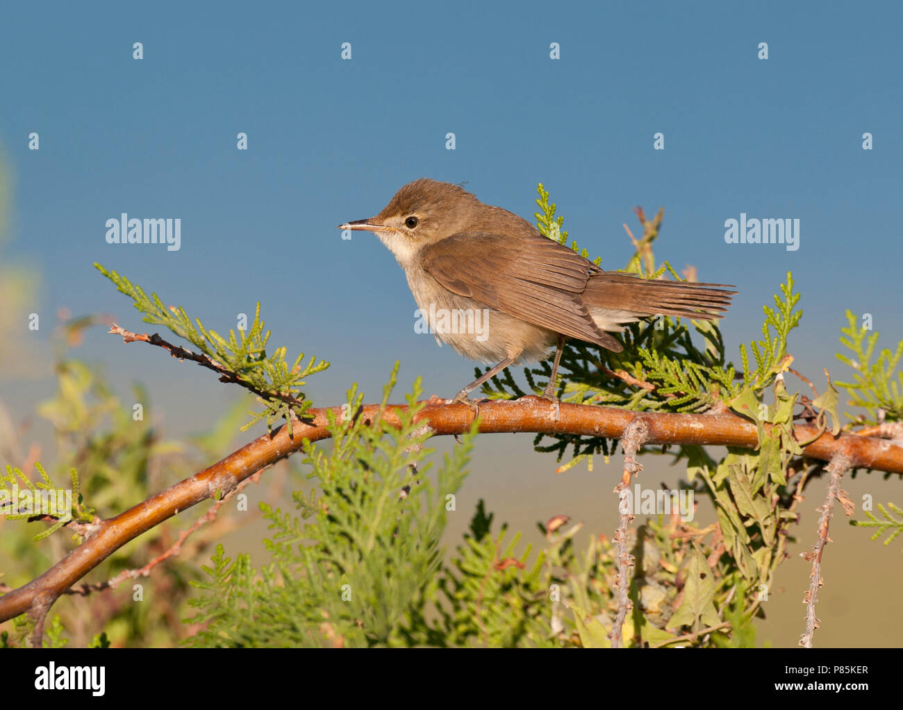 Struikrietzanger, Blyths Reed Warbler, Acrocephalus dumetorum Stock ...