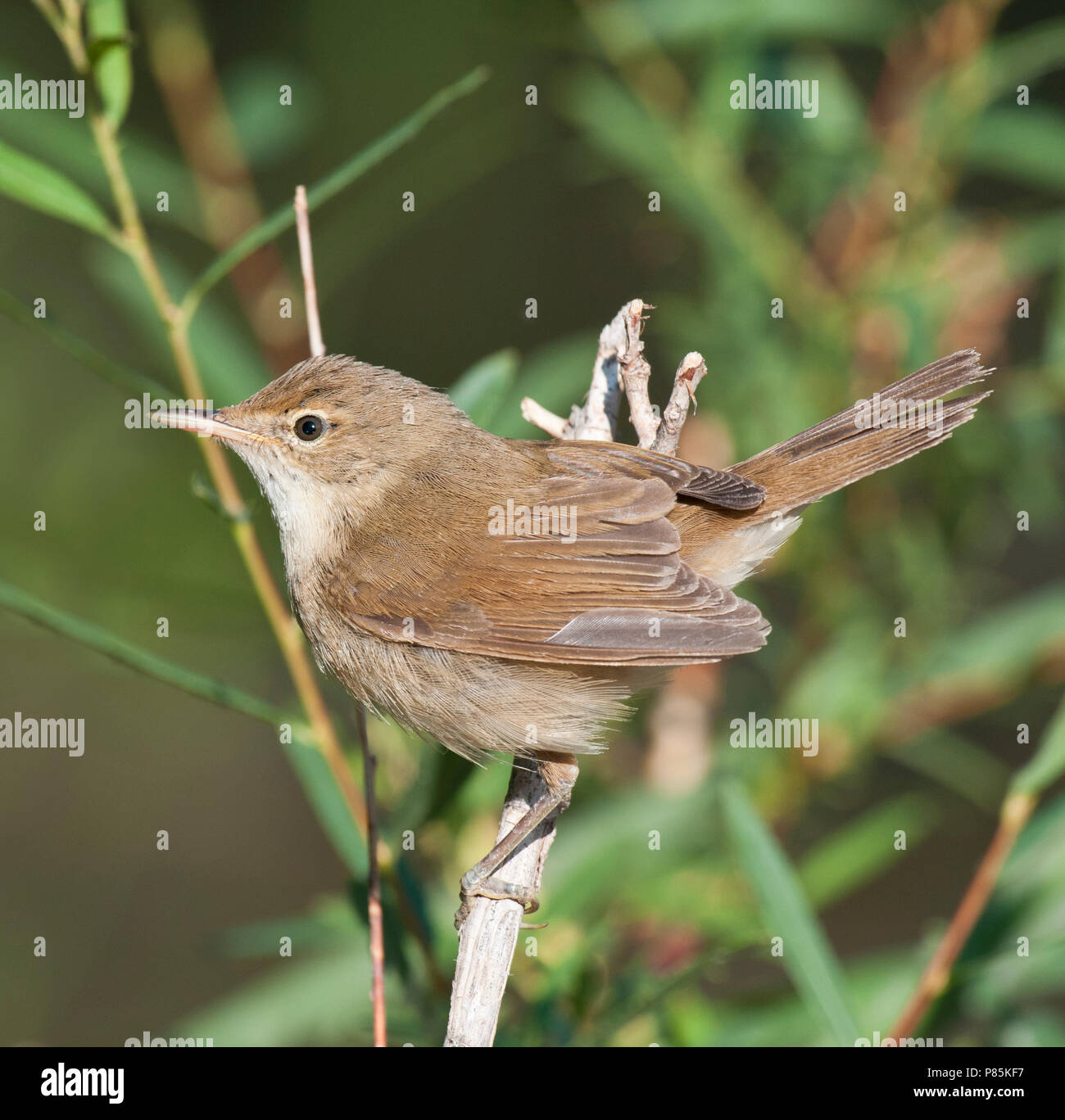 Struikrietzanger, Blyths Reed Warbler, Acrocephalus dumetorum Stock ...