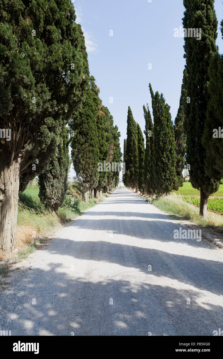 Tuscany countryside cypress tree hi-res stock photography and images ...