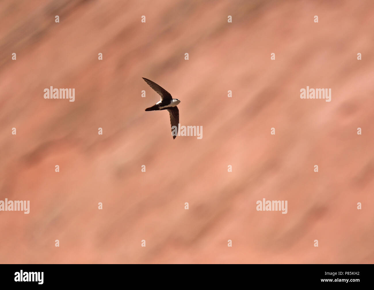White-throated Swift (Aeronautes saxatalis saxatalis) Like all swifts ...