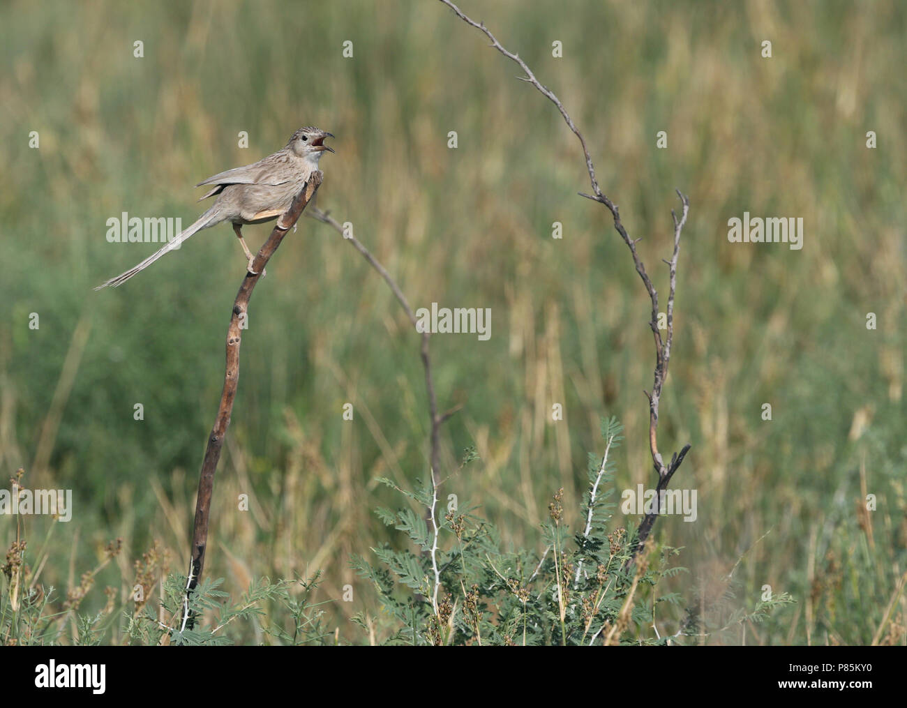 Turdoides huttoni hi-res stock photography and images - Alamy
