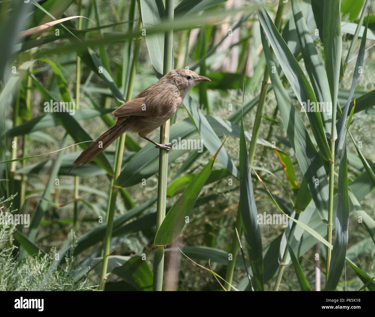 Iran Babbler, Turdoides huttoni ssp. salvadori Stock Photo - Alamy