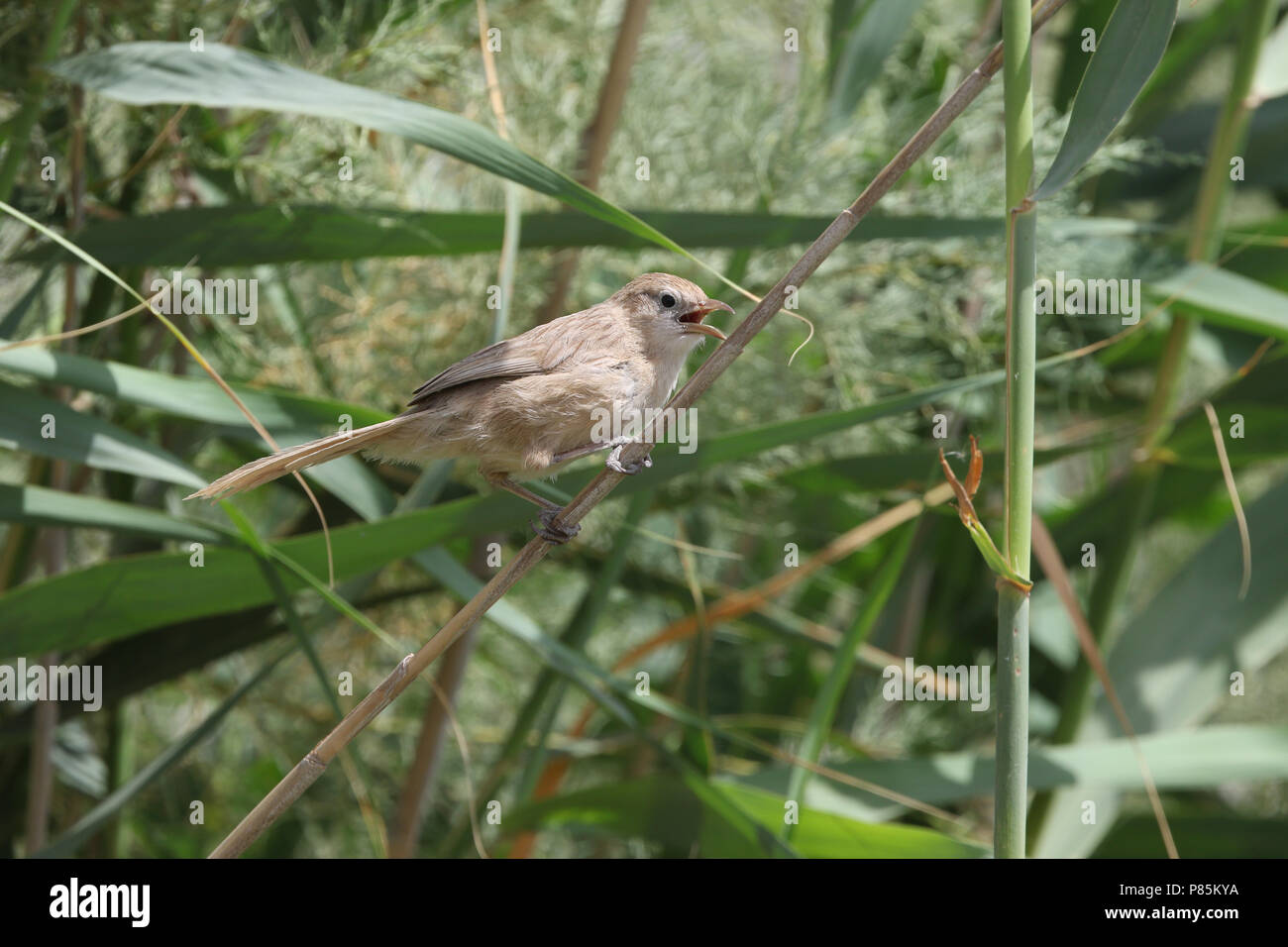 Turdoides huttoni hi-res stock photography and images - Alamy