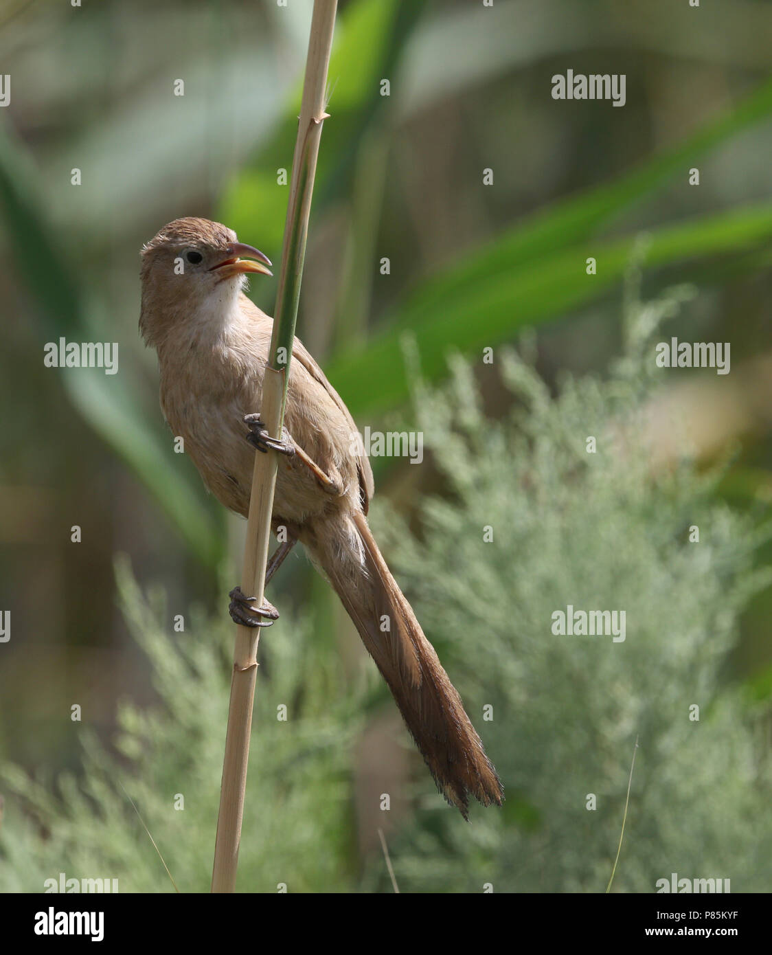 Turdoides huttoni hi-res stock photography and images - Alamy